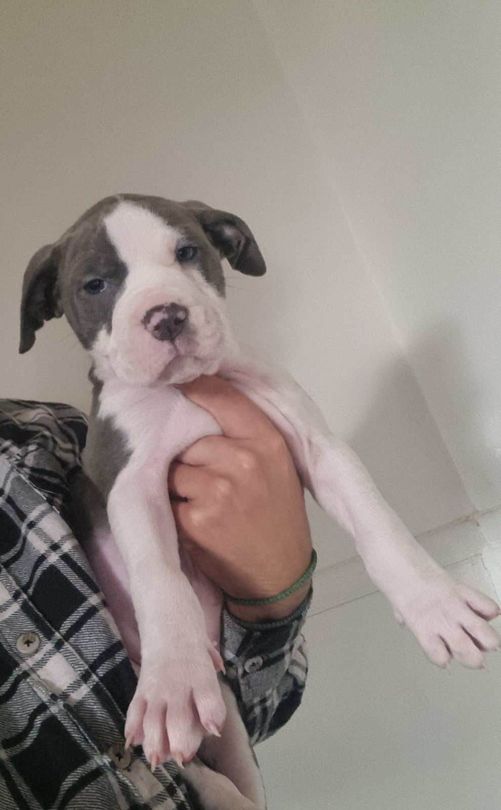 amstaff x ambully puppies! | Dogs & Puppies | Gumtree Australia Outer ...
