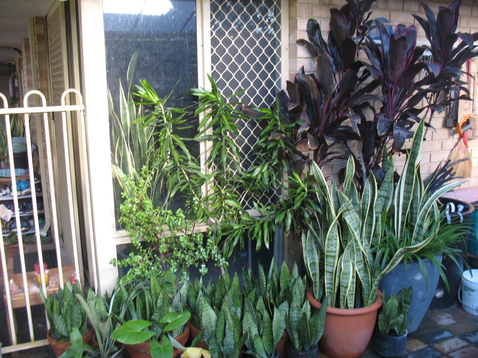 Potted beautiful indoor plants, discounts for multi-purchases - Plants ...