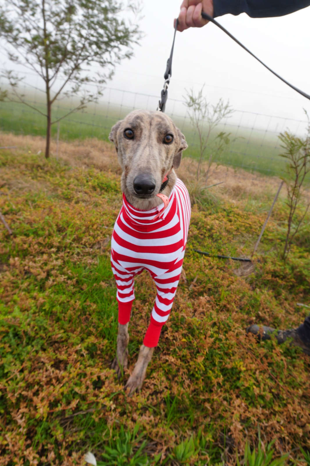 2 Year Old Greyhound Female Available (FREE) - PISTA | Dogs & Puppies ...