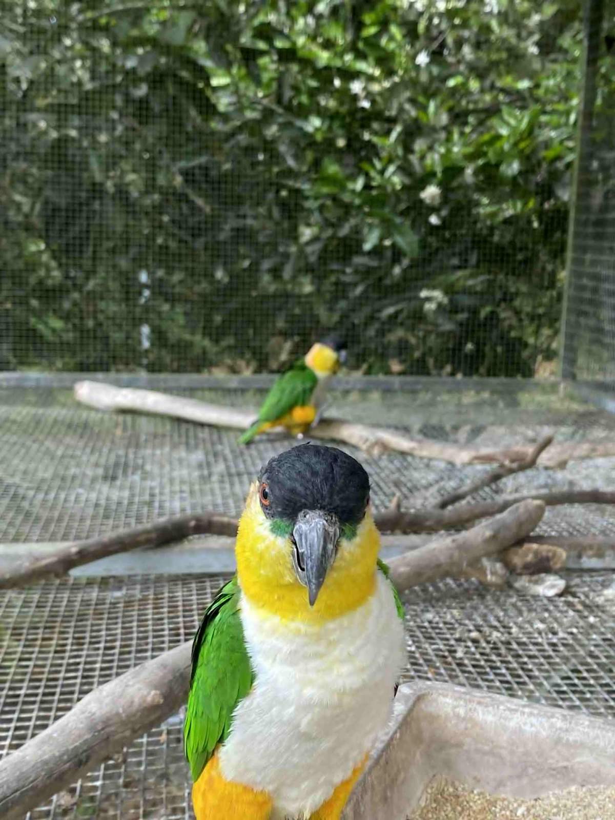 Pairs of Caiques & Ringnecks | Birds | Gumtree Australia Caloundra Area ...