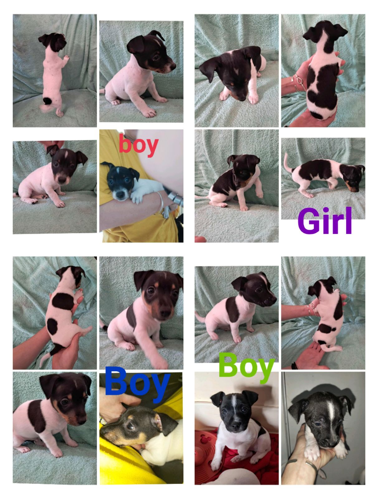 pure breed mini foxie, doxie, foxy cross dachshund, sausage dog | Dogs ...