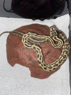 Hypo Labyrinth Burmese Python