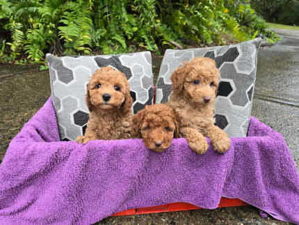 Dogs for sale gold coast store