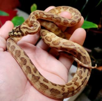 Carpet Python Jag Sib