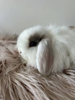 Cashmere Lop