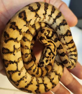 Carpet Python Jag Sib