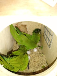 hahns macaw Birds Gumtree Australia Free Local Classifieds