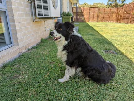 Are Border Collies Diggers