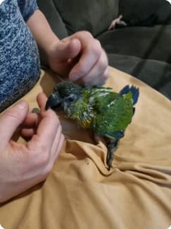 Baby Nanday Conure