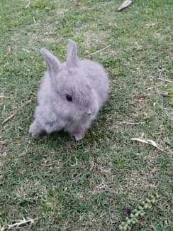 Baby Dwarf Rabbit