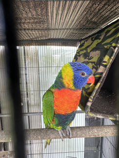 lorikeet in New South Wales Birds Gumtree Australia Free Local Classifieds